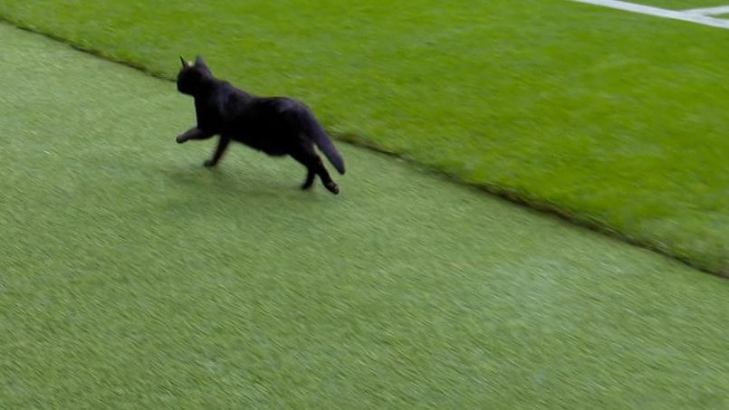 Black cat scurries on the pitch at Atletico Madrid - ESPN Video