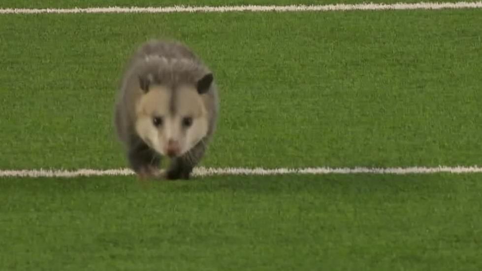 Possum has to be dragged off Texas Tech field - ESPN Video