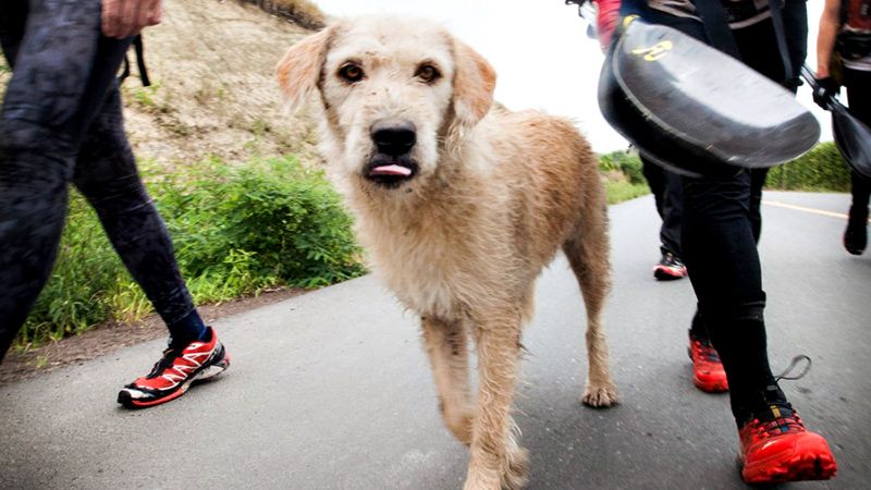 Best stray dog ever follows adventure racing team on 430-mile journey ...