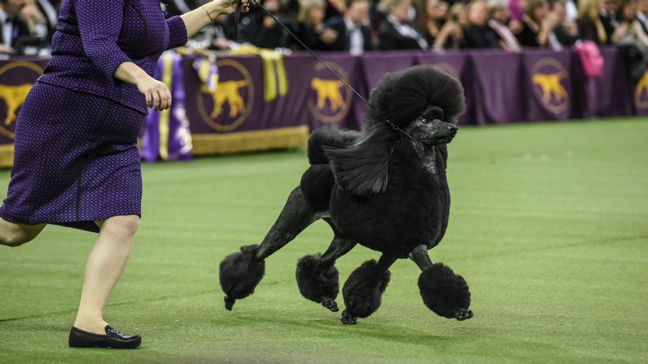 Siba the standard poodle wins Westminster best in show - ESPN