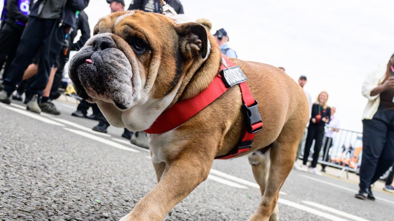 ¿Qué pasa con Roscoe, la mascota de Lewis Hamilton? - ESPN