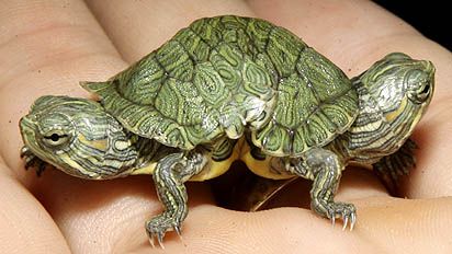 Pet store puts conjoined-twin turtle on display