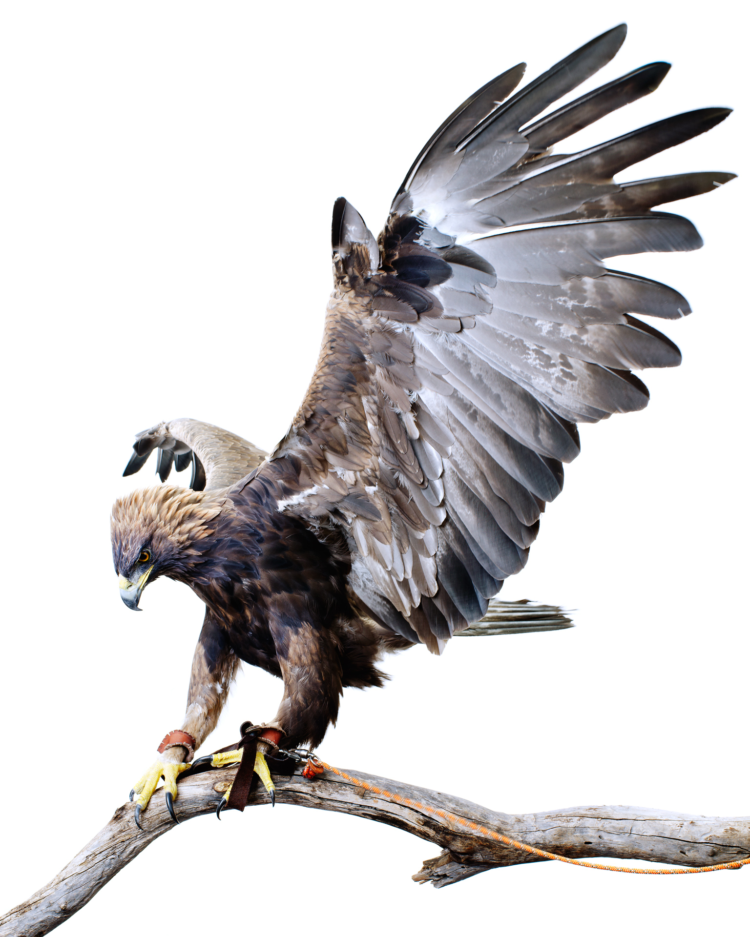 WAR EAGLE - Mascots of the Southeastern Conference - ESPN